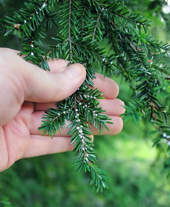 Forest Pests Reshaping Massachusetts: 9 Invasive Insects to Know ...