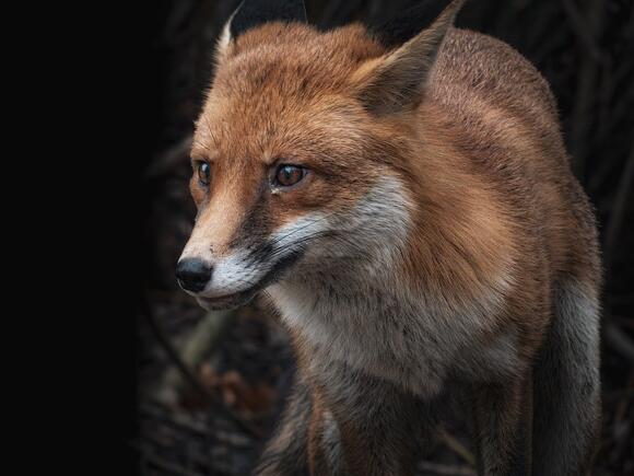 Are Coyotes Outsmarting American Cities? The Data Says Yes - NewsBreak