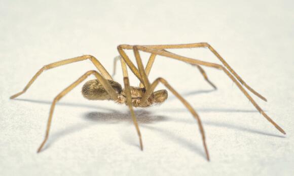 Tiny New Spider Species Named After Pink Floyd's ‘The Wall' for Its ...