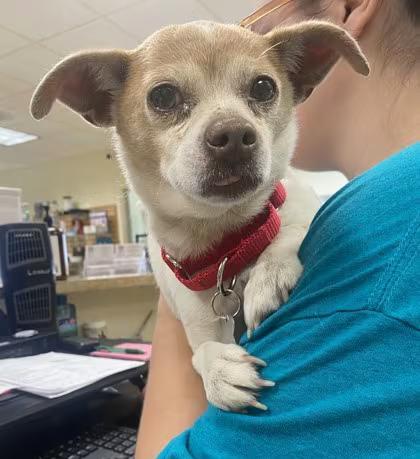🐶 Playful, Loyal & Loving Dogs Ready for Adoption in Burlington - NewsBreak