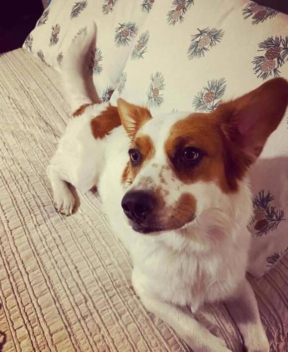 A Young Australian Shepherd Mix Pup Seeks Foster Home After Placement ...