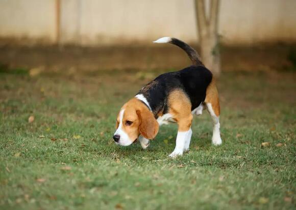 Tom Brady’s Dog Is a Clone—Made by a Texas Company - NewsBreak