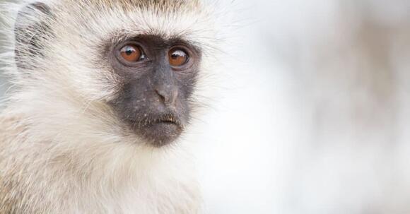 6 Types of Monkeys You Might See in Florida in 2024