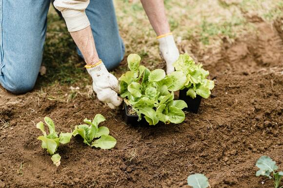 6 Gardening Habits That Are Hurting Your Plants - NewsBreak