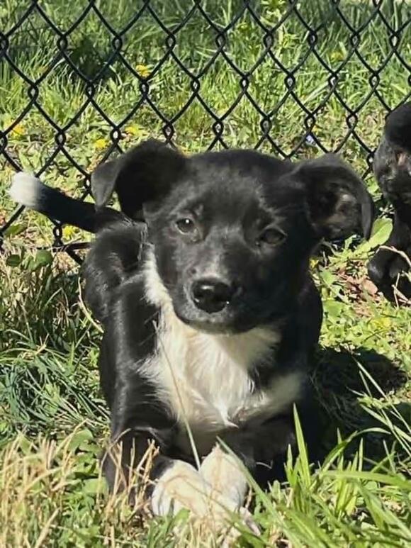 🐶 Playful Puppies & Gentle Dogs Ready for Adoption in Gwynedd Valley ...