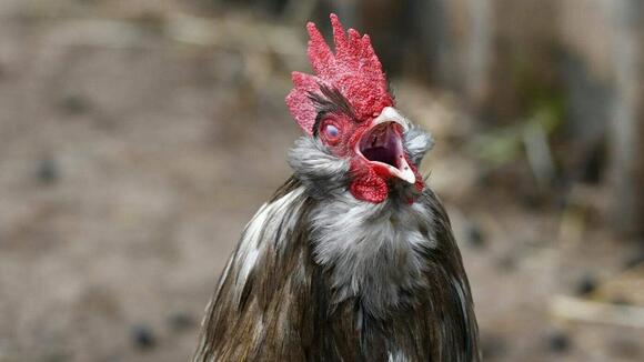 Why Roosters Crow at Sunrise (and All Day Long) - NewsBreak