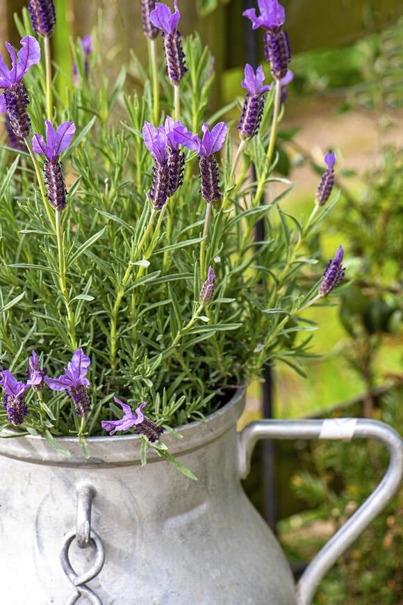 How Far Apart Should You Plant Lavender? The Spacing Tricks to Know for ...