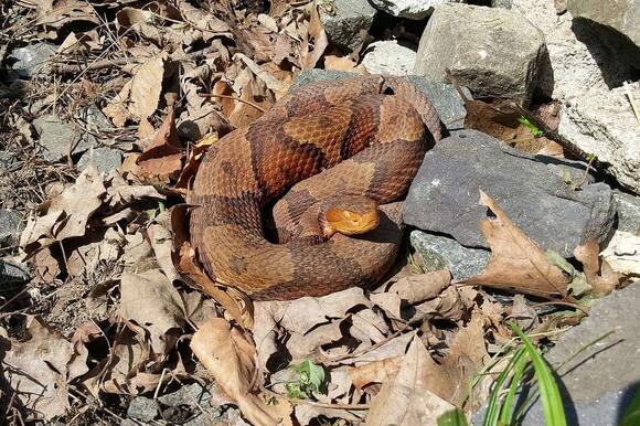 The Most Venomous Snakes Slithering Through the Backwoods of Alabama ...