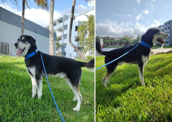 Looking for a Loyal Companion? Meet Tommy, a Sweet Husky/Lab Mix ...