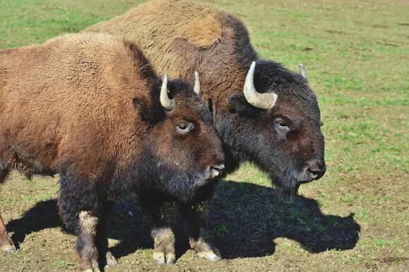 Where the Buffalo Roam: Restoring a US Icon to Its Natural Habitat ...