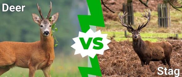 Stag Vs Deer: What’s the Difference? - NewsBreak