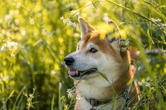 10 Stubborn Dog Breeds That are A Trainer’s Nightmare - NewsBreak