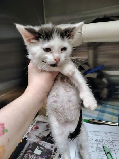 🐱 Playful Kittens and Young Cats Ready for Adoption in Florence - NewsBreak