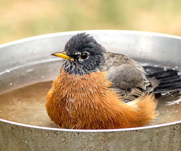 Help Your American Robins Beat The Summer Heat – 5 Easy Gestures of ...