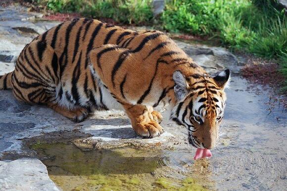How Much Do Tigers Weigh? Chart by Age and Gender - NewsBreak