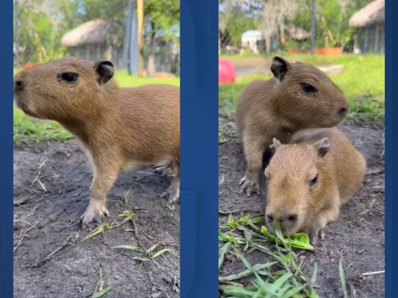 Say hello to baby capybaras at new Clearwater Marine Aquarium event