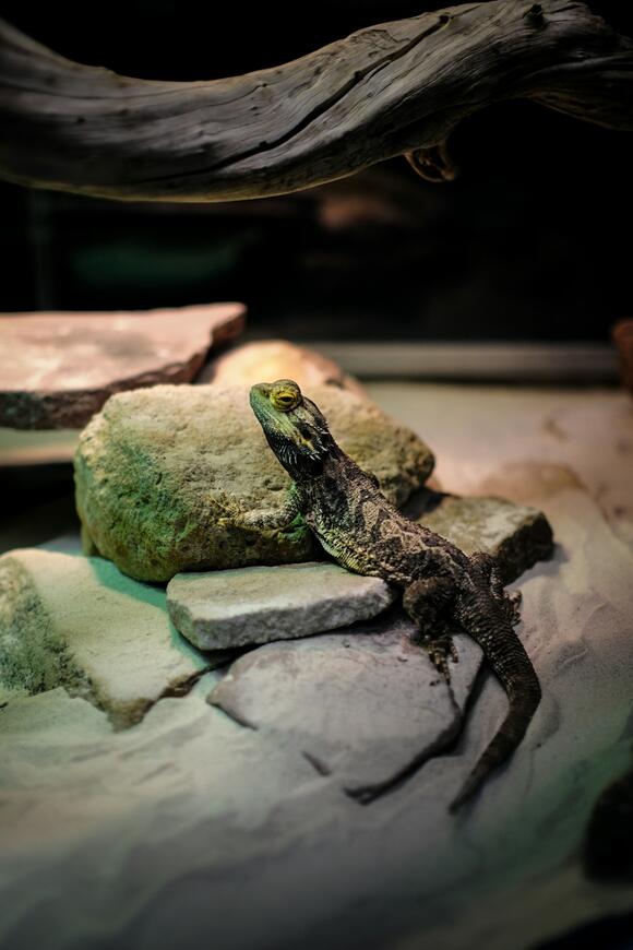 Crafting the Ultimate Reptile Habitat: Tips for a Thriving Pet ...