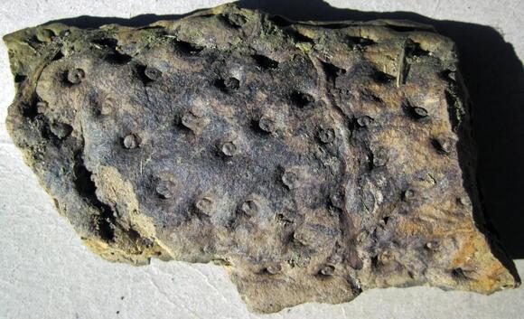 The Unseen Power of Ancient Megaflora That Shaped Earth’s Past - NewsBreak