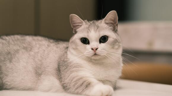 10 Cat Breeds Fire Signs Can’t Resist - NewsBreak