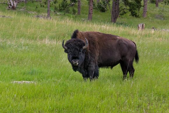How Fast Can a Bison Run? Faster Than You Think - NewsBreak