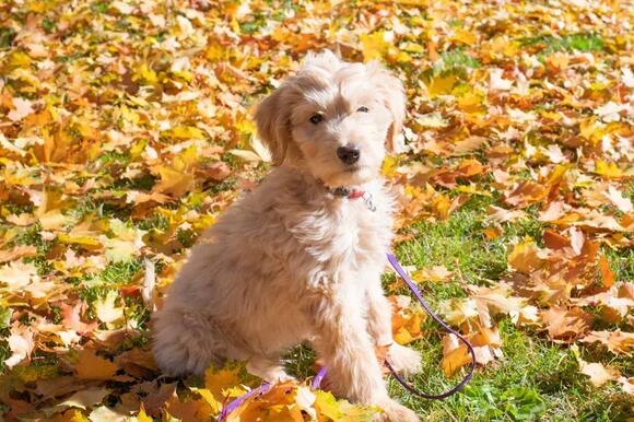 The Most Popular Dog Breeds in Oregon - NewsBreak