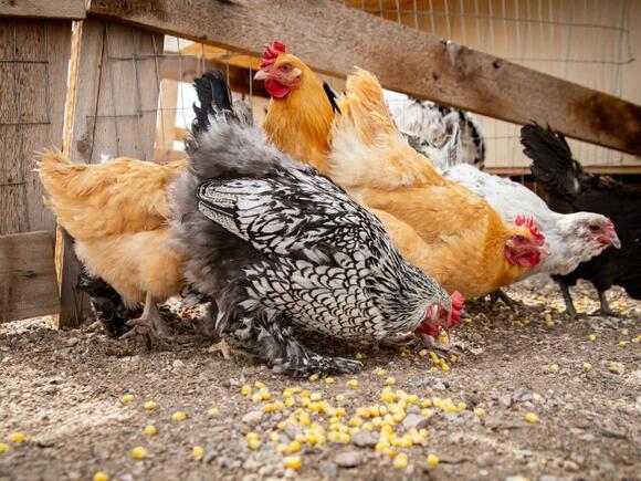 Highly pathogenic avian flu confirmed in Kentucky backyard flock ...
