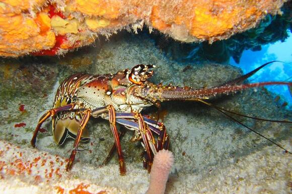 12 Ways Lobsters Adapt to Survive in Harsh Oceans - NewsBreak