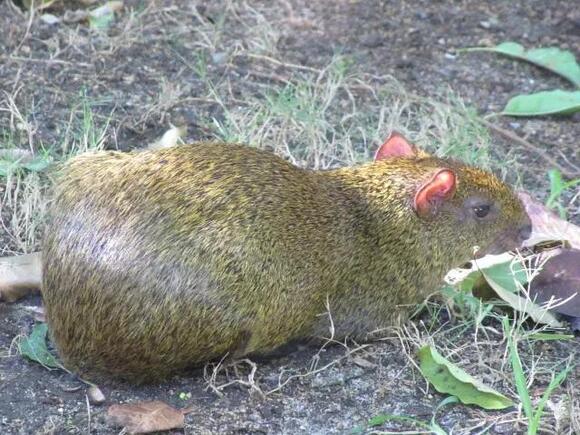 This Often-Overlooked Rodent Can Cause More Damage to Your Home Than ...