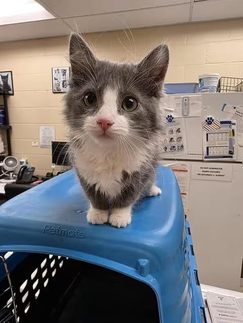 🐱 Sweet Kittens and Cats Ready for Adoption in Aliquippa - NewsBreak
