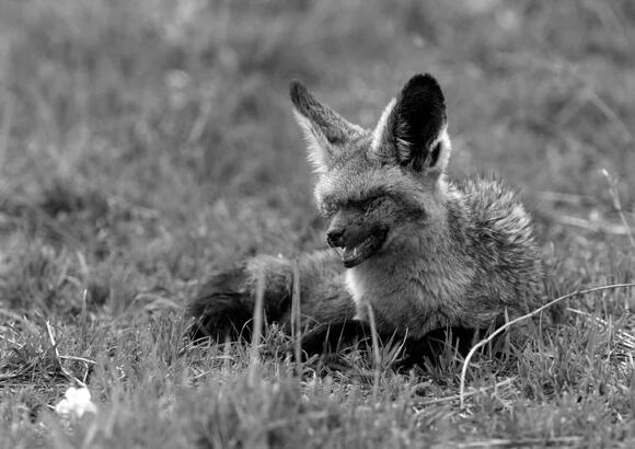 Foxes in Indiana: Types and Where They Live - NewsBreak