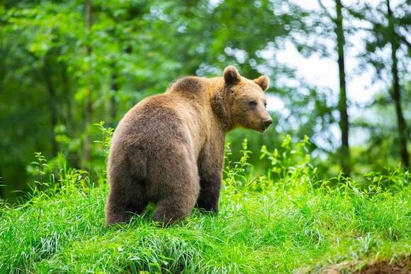 Your Zodiac Sign Reveals Your True Primal Animal Spirit - NewsBreak