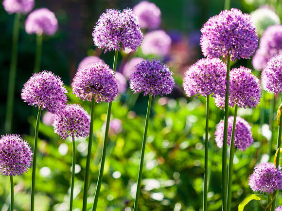 When to Fertilize Bulbs — Gardening Tricks to Learn Now to Boost ...