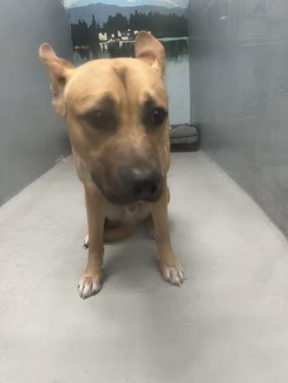 🐶 Playful, Loyal & Loving Dogs Ready for Adoption in Seattle - NewsBreak