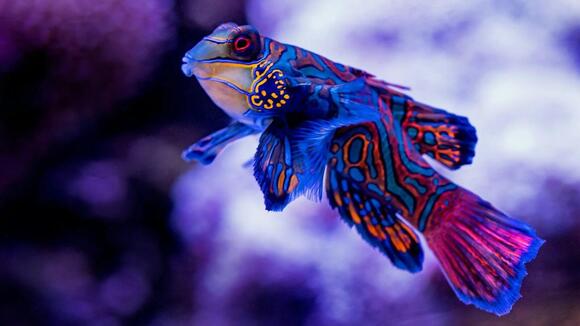 Why Some Fish Change Colors – The Science Behind It - NewsBreak
