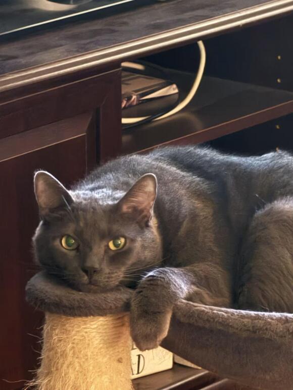 🐱 Gentle Gray Cats Ready for Adoption in Demorest, GA - NewsBreak