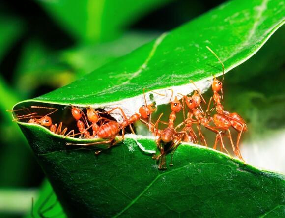 Ants redesign their nests to stop disease outbreaks - NewsBreak