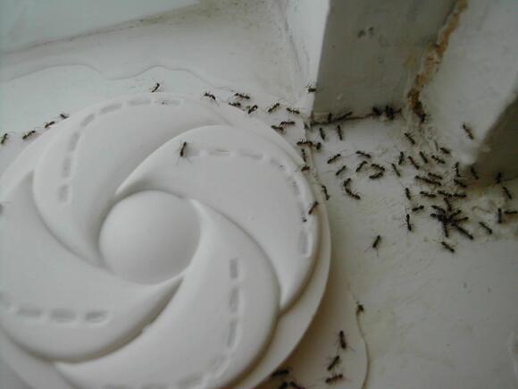 The Great Ant War: How Argentine Supercolonies Are Waging War and ...