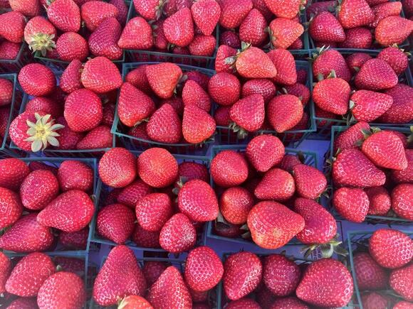 Share those strawberries! Invasive fruit fly species eradicated across ...