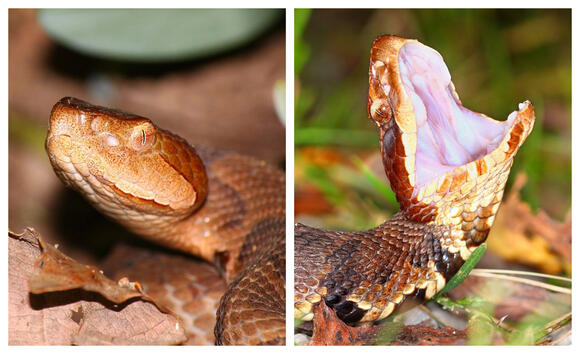 Alabama’s copperhead and cottonmouth: What to know about these venomous ...