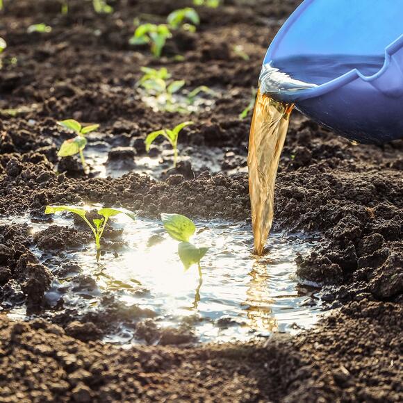 How to Make Compost Tea for a Fast-Acting Organic Fertilizer That Gives ...