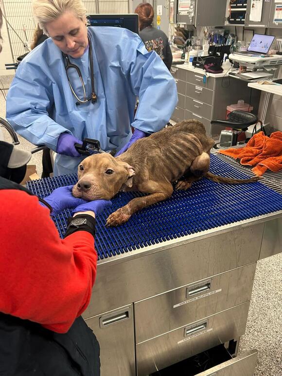 Rescuers Try to Save Desperate And Severely Ill Dog Who Is Too Weak to ...