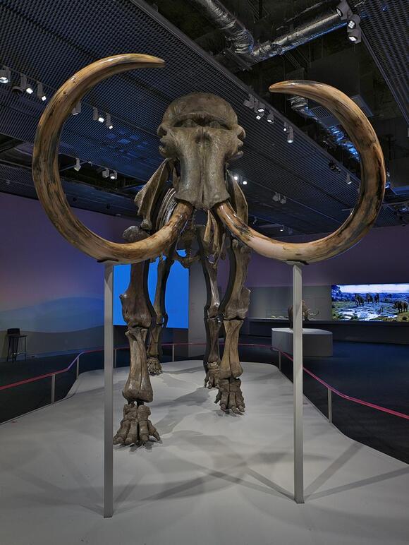 The Last Mammoths: How Some Woolly Mammoths Lived Thousands of Years ...