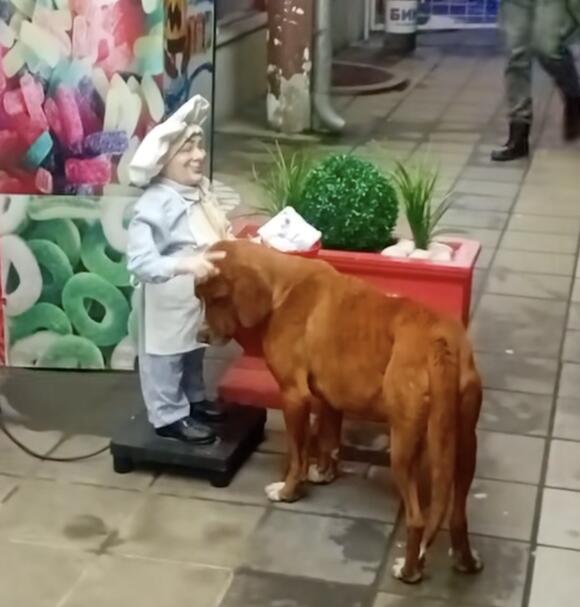 Stray Dog Begs Mechanical Statue for Love Until Real Family Comes Along ...
