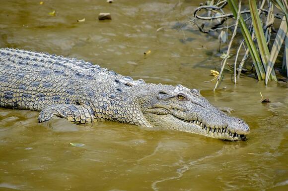 Are Crocodiles Today Just Budget Dinosaurs? - NewsBreak
