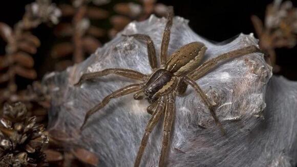 Researchers Are Studying Spider Brains to Build Better Robots - NewsBreak