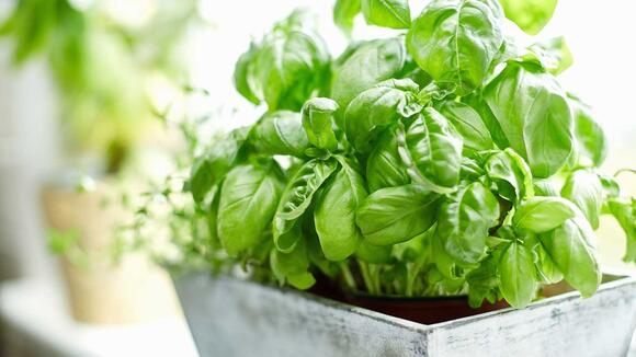 Do This 1-Minute Basil Ritual on the First of the Month to Attract Good ...