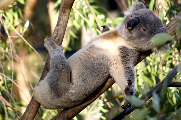 Koalas Sleep More Than Sloths - NewsBreak