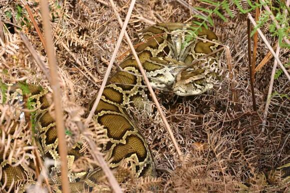 Florida Triumphs Over Invasive Pythons, but Battle Continues - NewsBreak