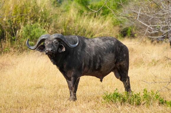 12 Most Dangerous Animals on Earth - NewsBreak