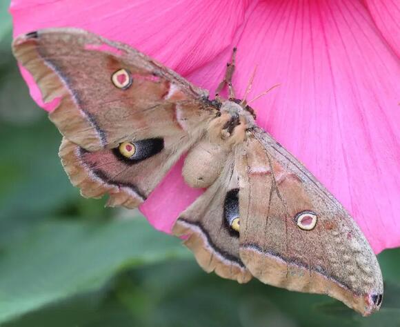 10 Stunning Moths You Can Spot in Chicago - NewsBreak